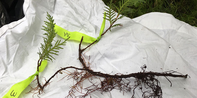 How do white cedars grow in the wild? - Vermont Land Trust
