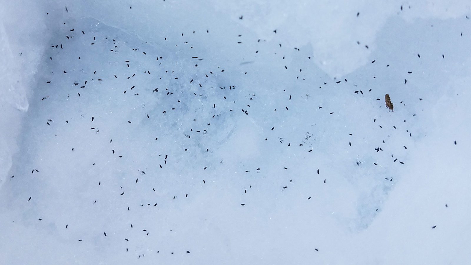 Identify Vermont Wildflowers in Winter