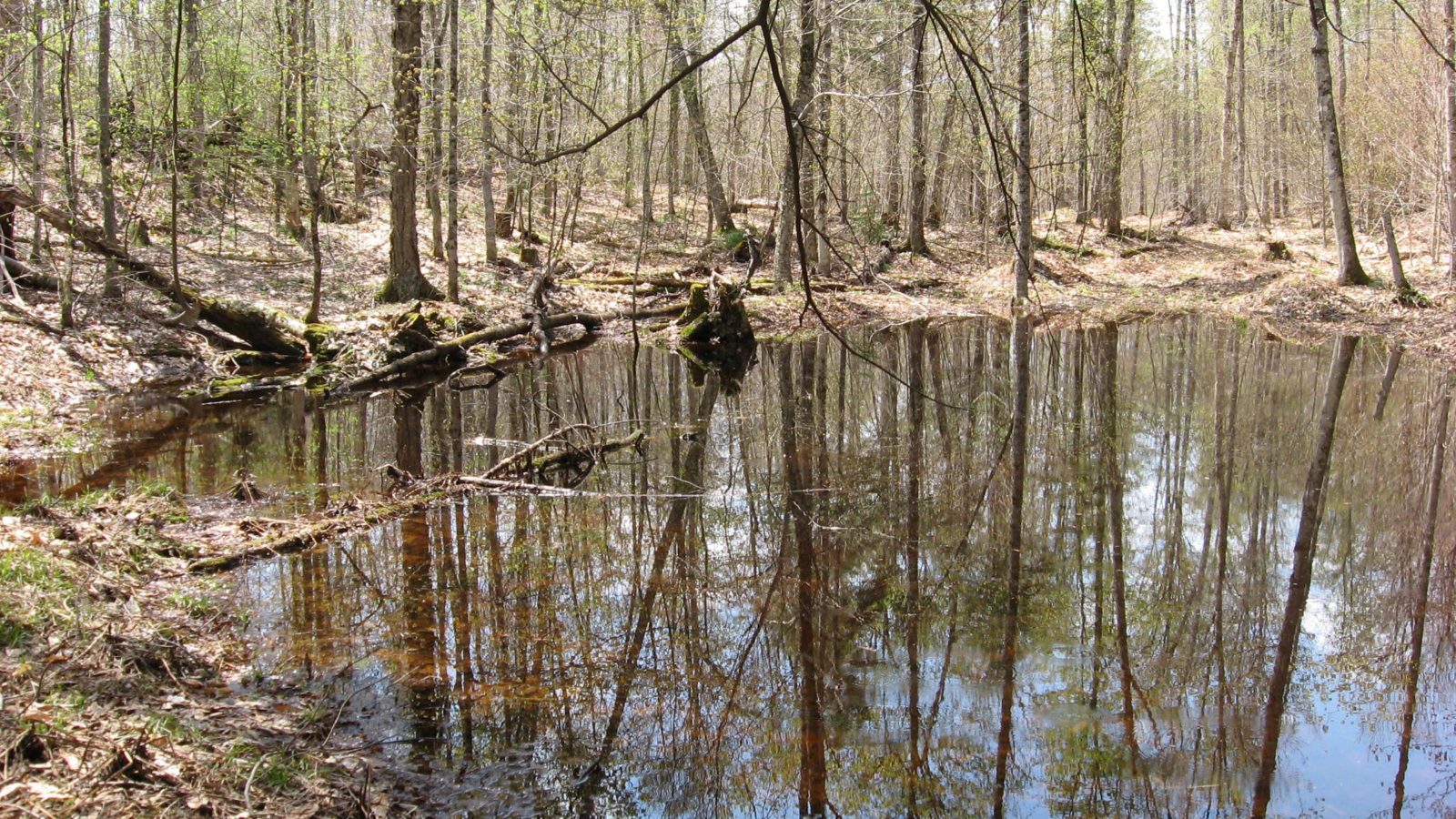 Protect vernal pools with good forest management - Vermont Land Trust