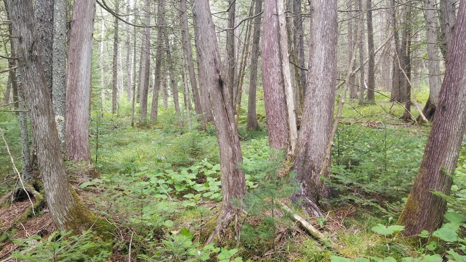 How do white cedars grow in the wild? - Vermont Land Trust