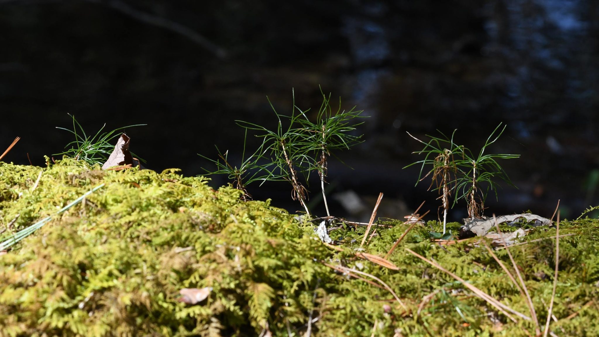 The wonder of moss in our backyard - Vermont Land Trust