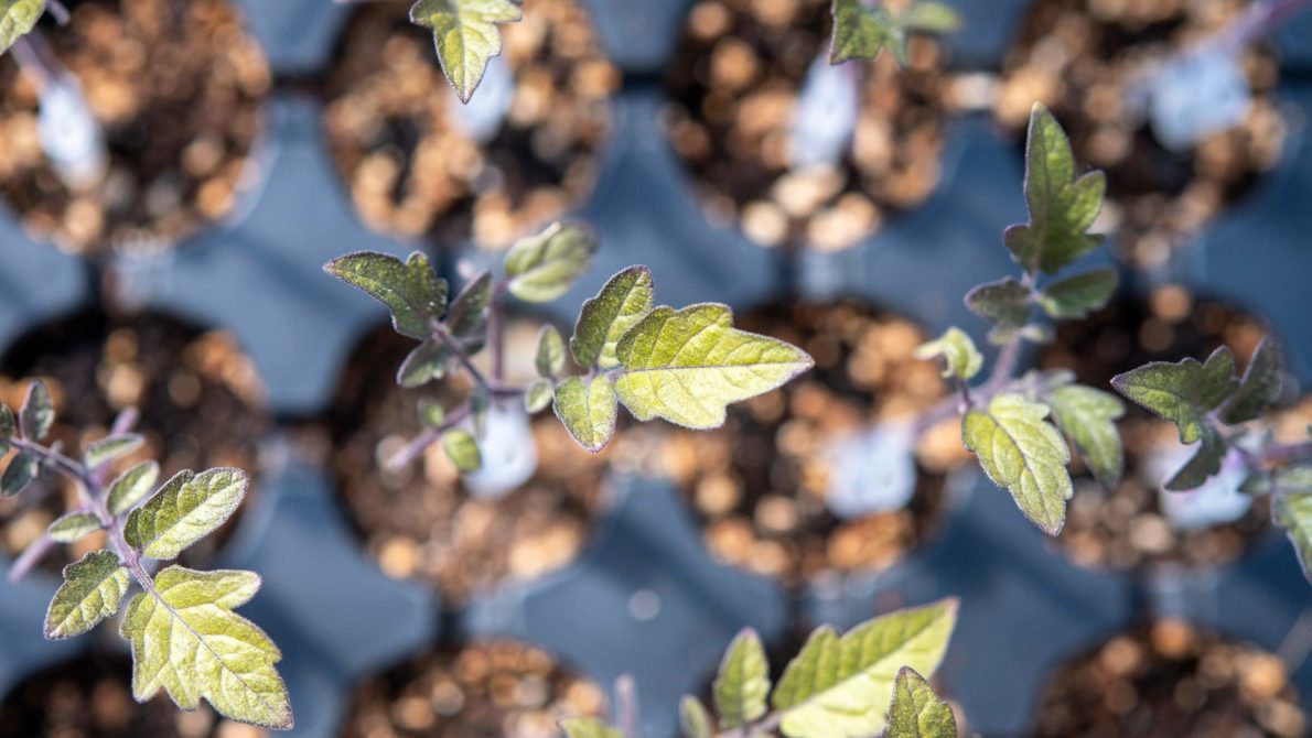 Monument Farms: Fourth-generation Vermont Dairy in Weybridge