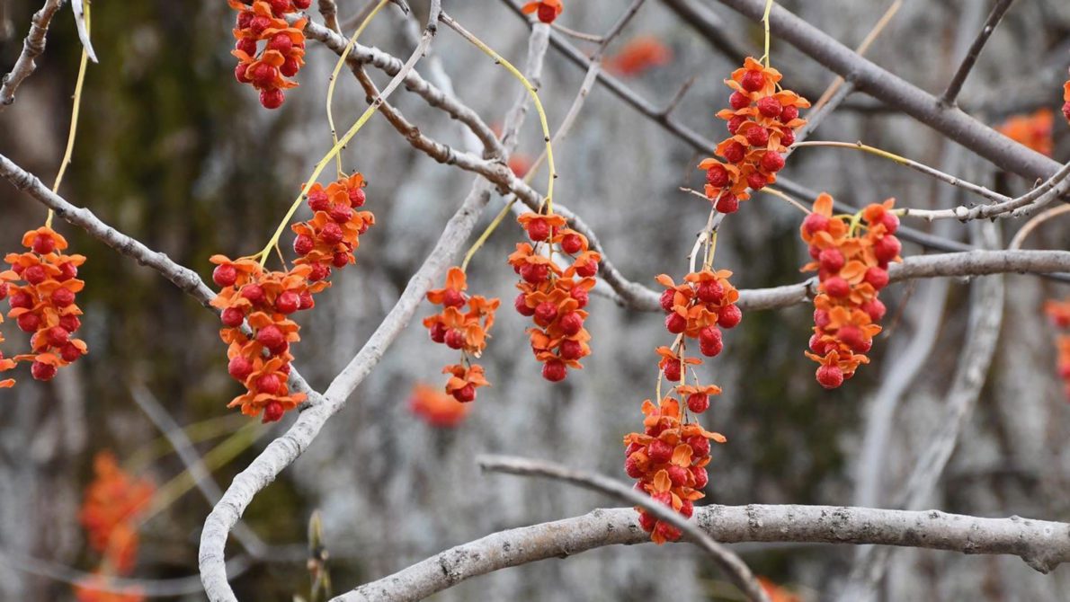Identify common trees in Vermont - Vermont Land Trust