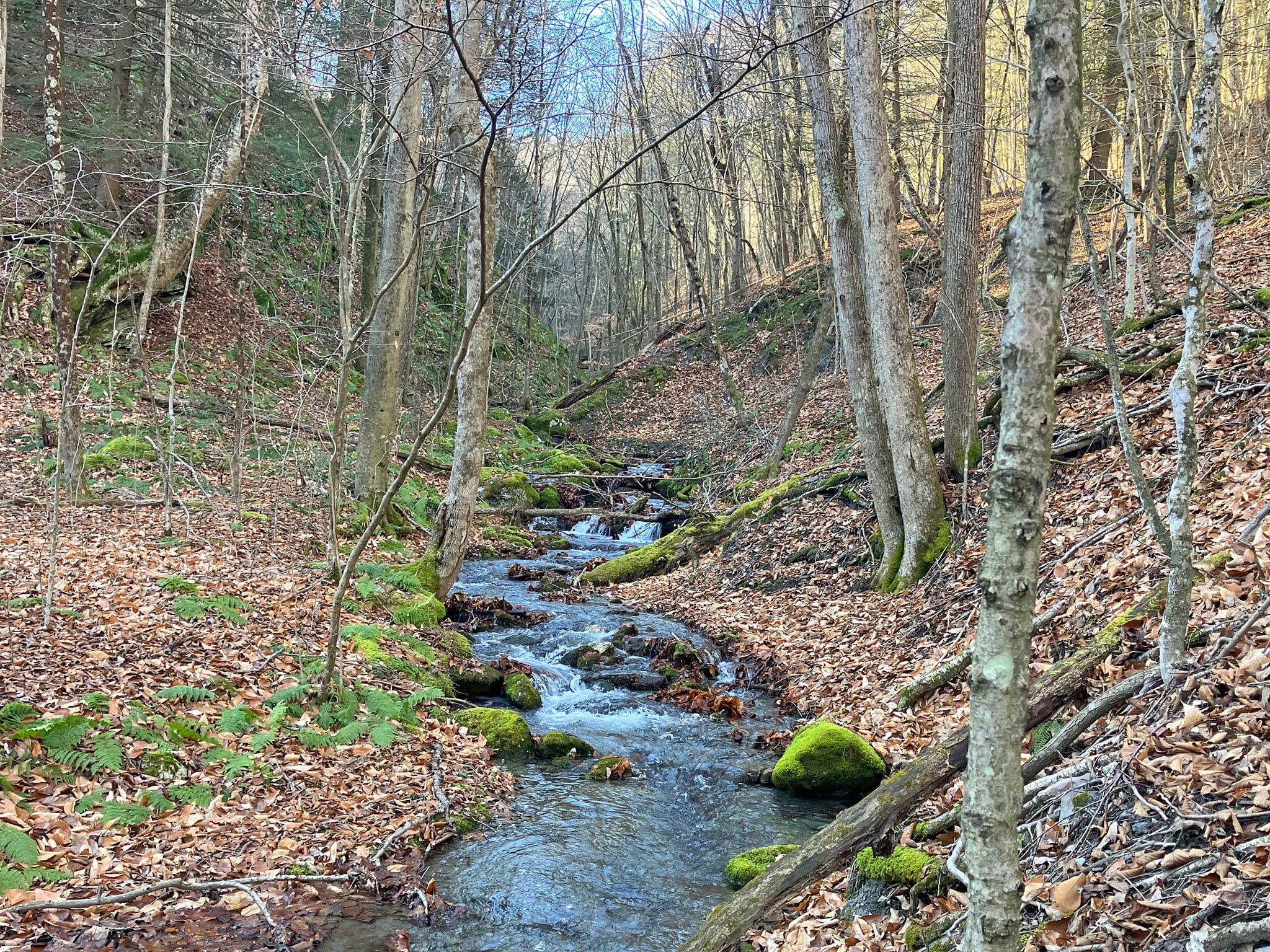 Partnership effort grows Pownal town forest to over 1,000 acres