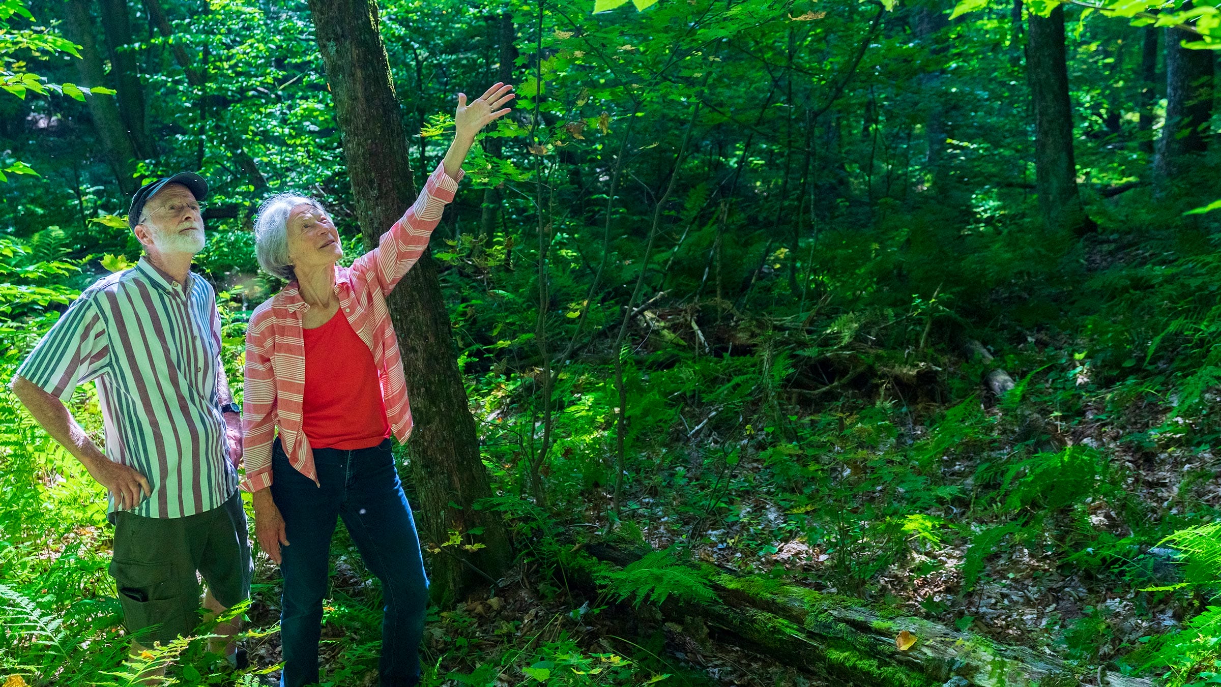 Couple decides to donate land in Vermont for the forest's future