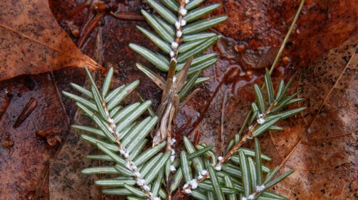 How to identify hemlock trees - Vermont Land Trust