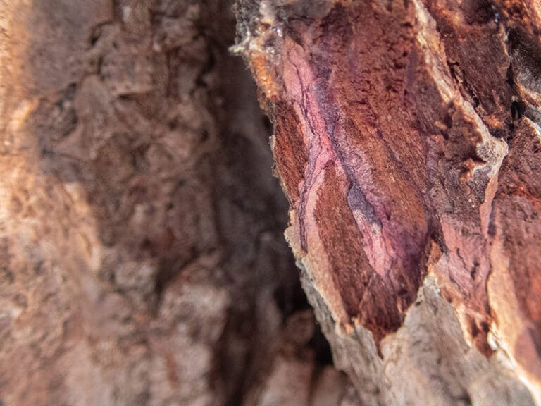 How to identify hemlock trees - Vermont Land Trust