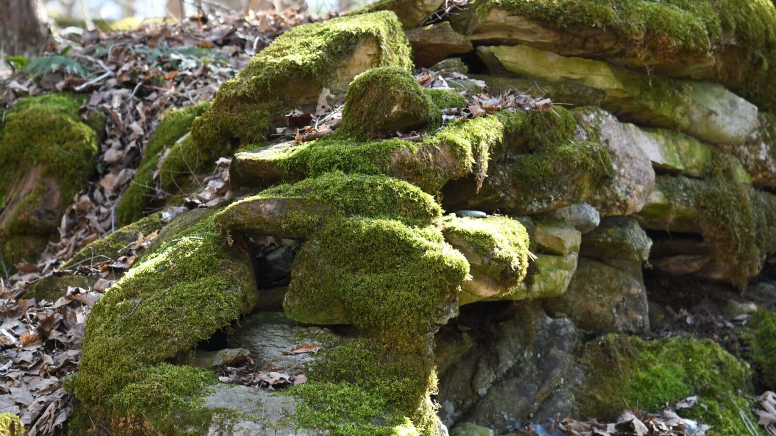 Identify common trees in Vermont - Vermont Land Trust