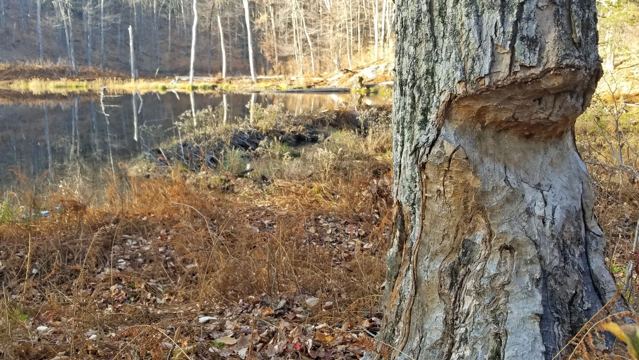 Leave it to beavers - Vermont Land Trust