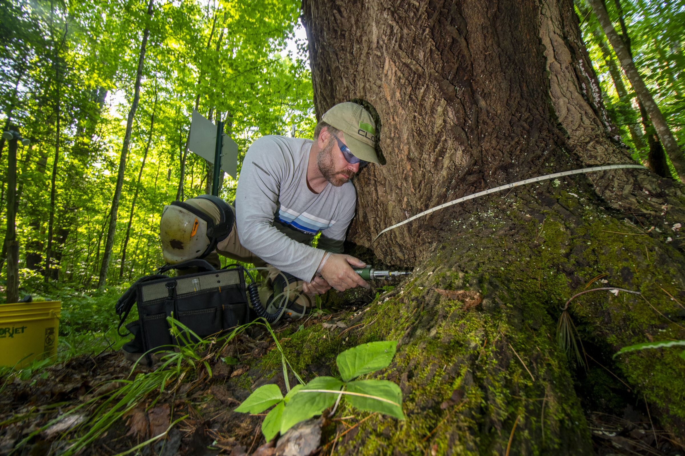New hope for Vermont’s ash trees - Vermont Land Trust