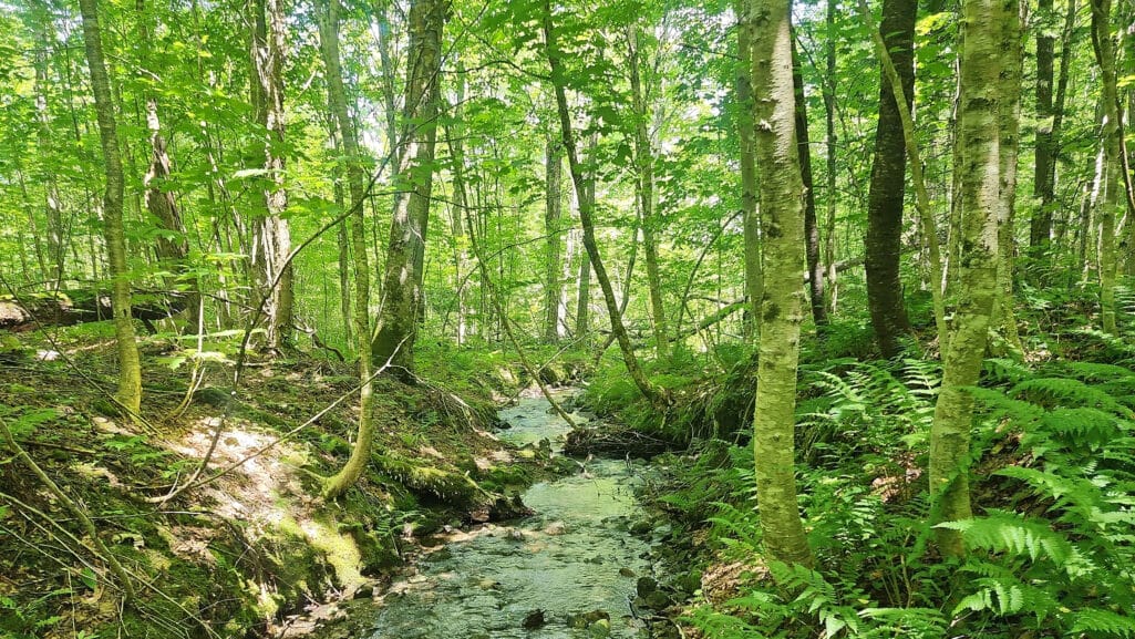 Ten old growth forests to visit in Vermont - Vermont Land Trust