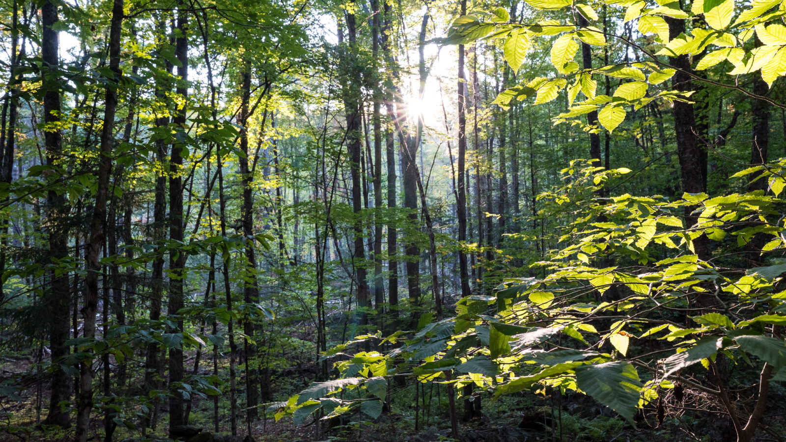 Ten old growth forests to visit in Vermont - Vermont Land Trust