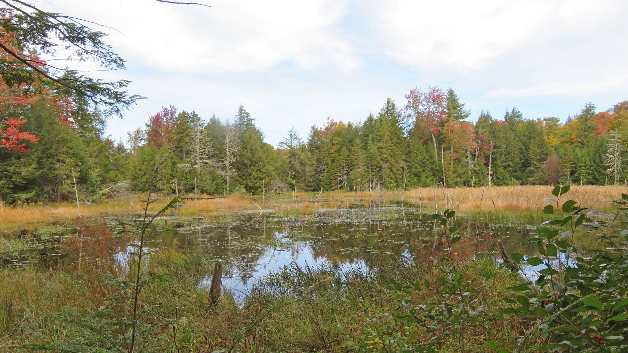 Ten old growth forests to visit in Vermont - Vermont Land Trust