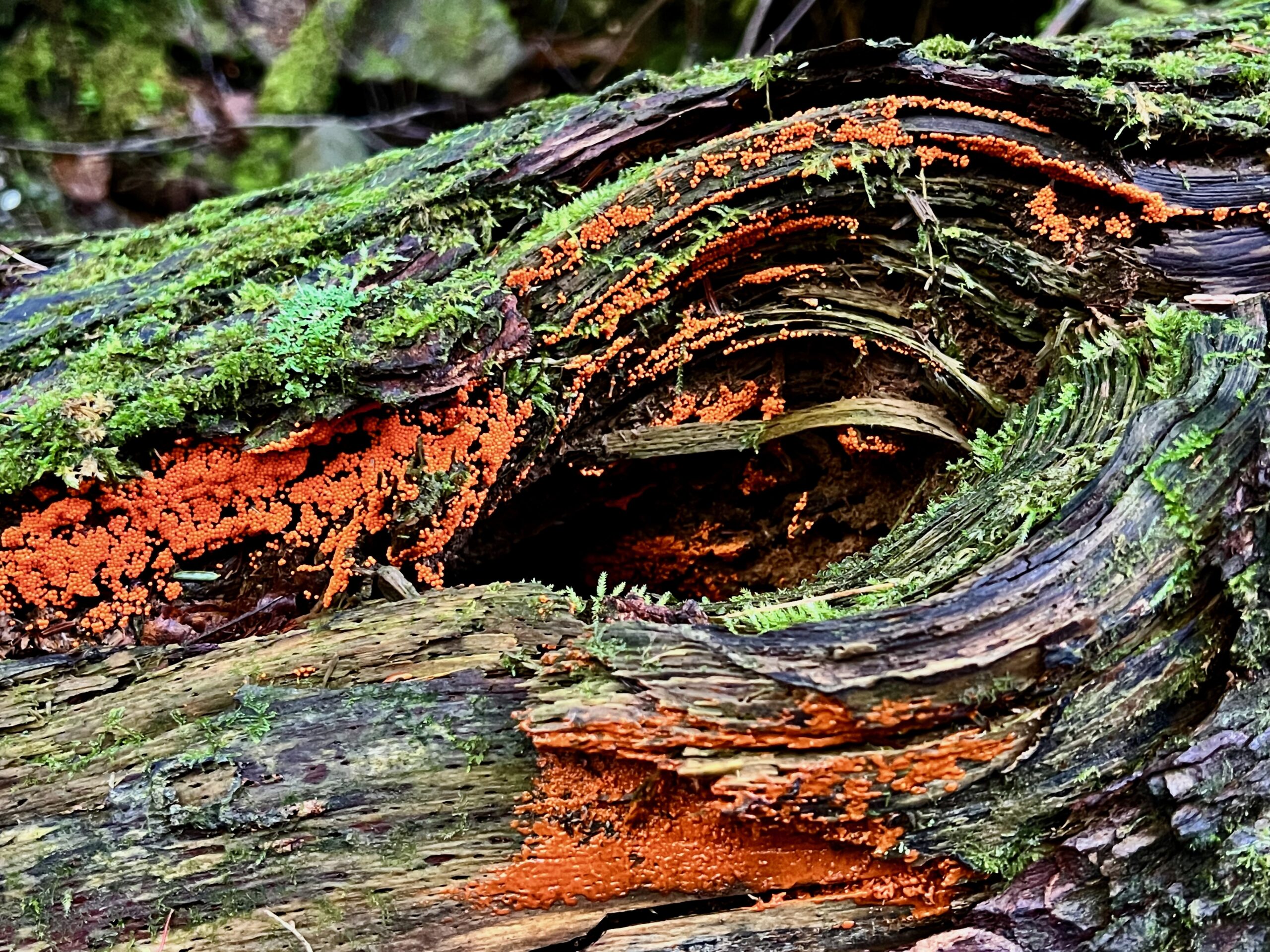 Ten old growth forests to visit in Vermont - Vermont Land Trust