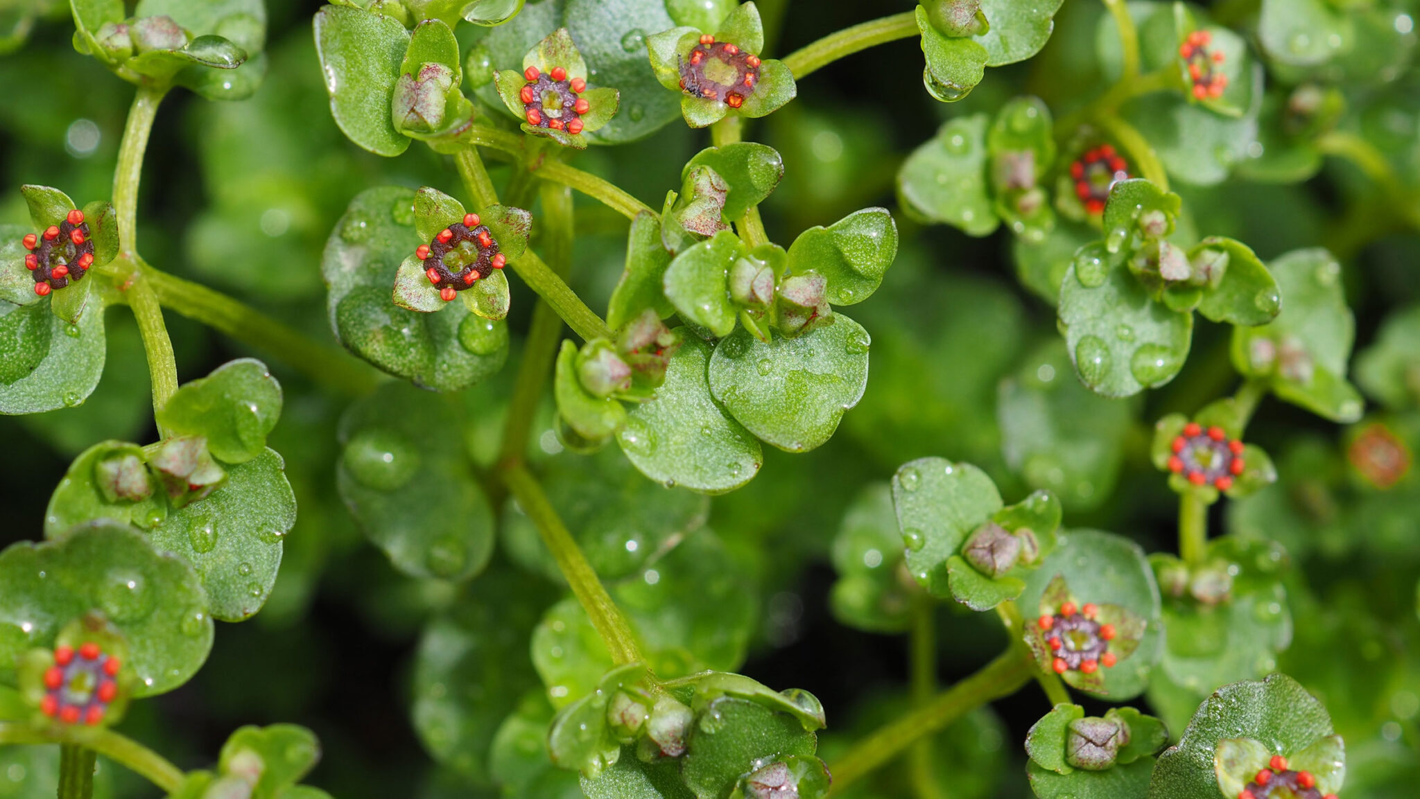 Identify Common Trees in Vermont - Vermont Land Trust