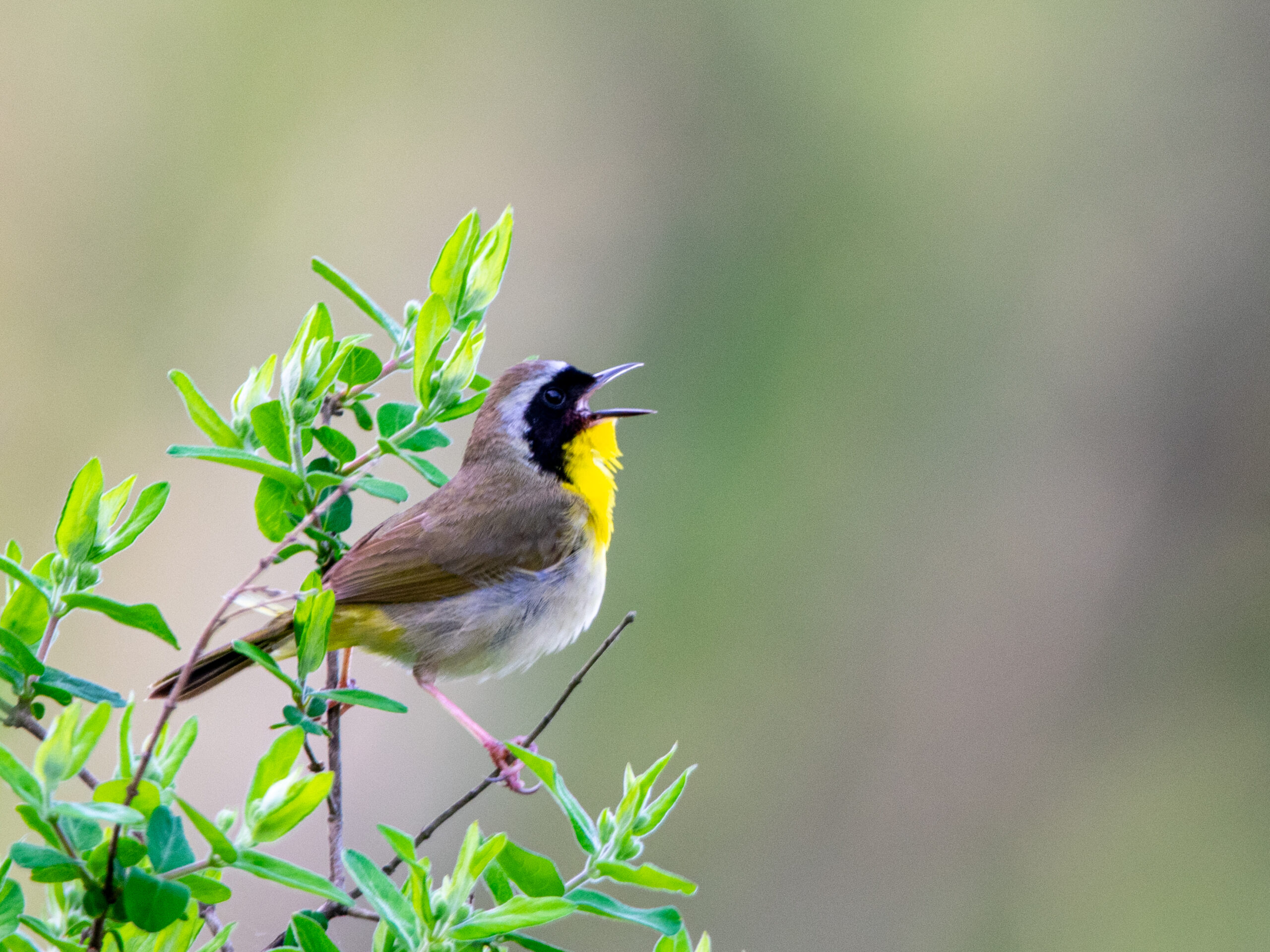 Spring Songbirds in Vermont - Vermont Land Trust