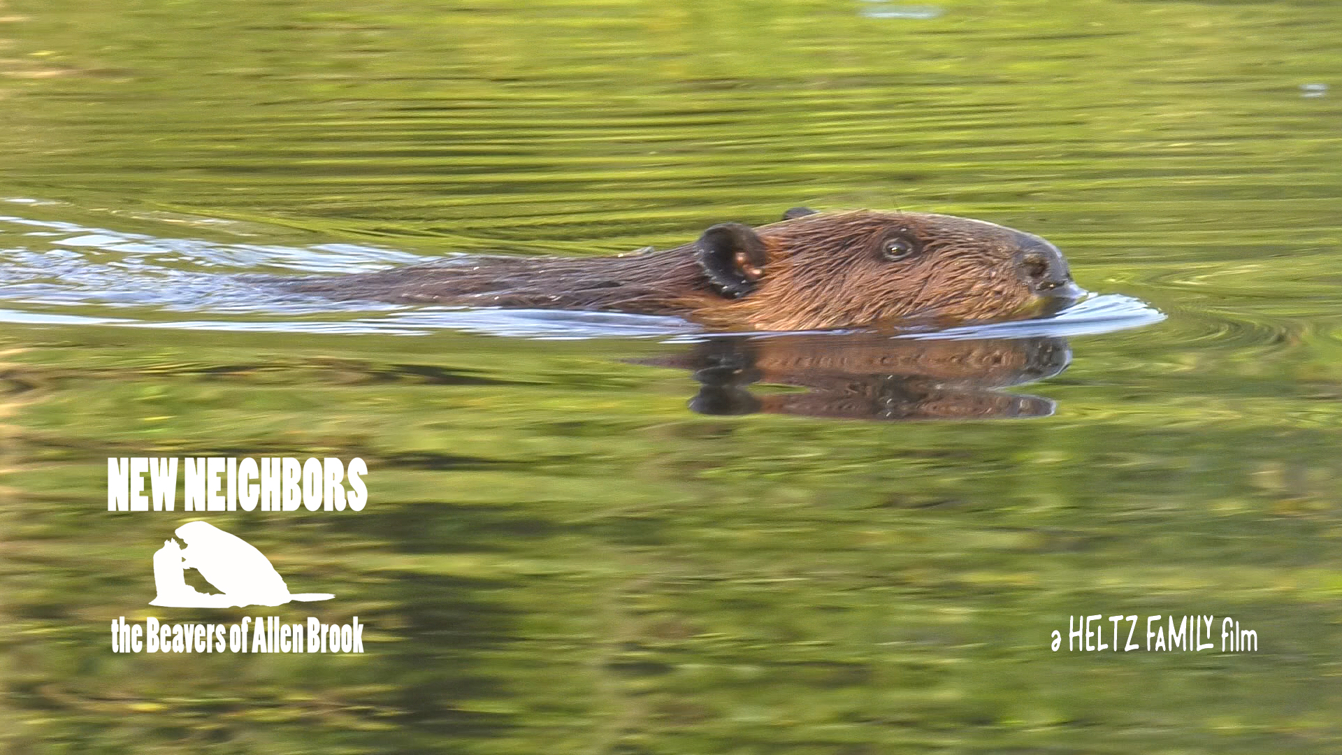 "New Neighbors: the Beavers of Allen Brook" Film Screening - Vermont ...