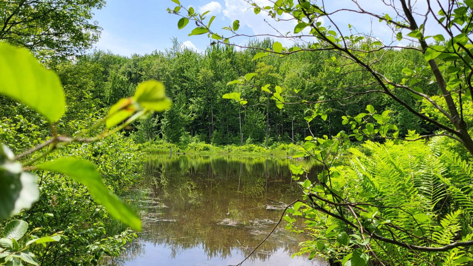Ten old growth forests to visit in Vermont - Vermont Land Trust