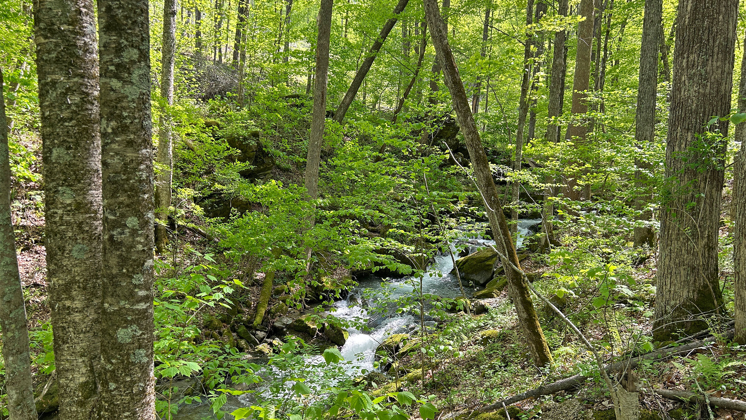 Forested tract and Batten Kill river corridor protected in Arlington ...