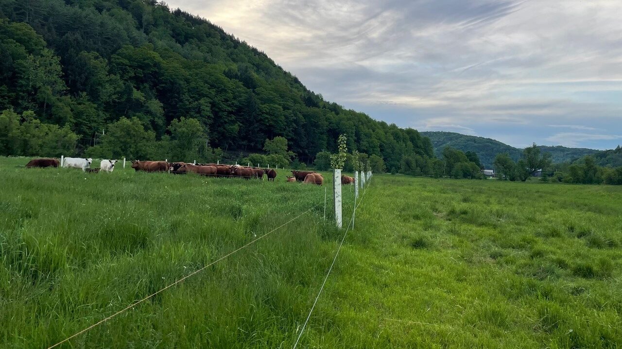 Summer Farm Tour: Wood's Market Garden - Vermont Land Trust